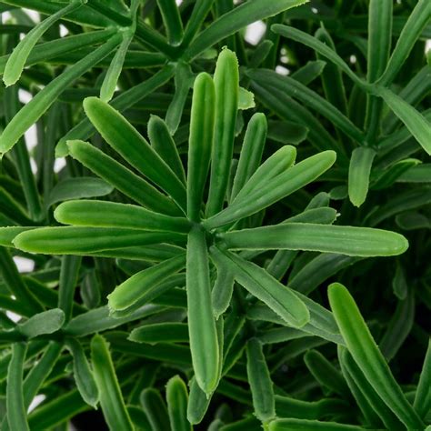 Fejka Artificial Potted Plant Indoor Outdoor Rosemary 9 Cm 3 ½