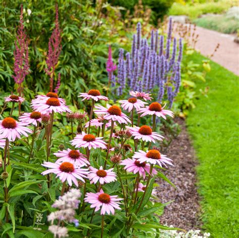 12 Best Low Maintenance Full Sun Plants For Your Garden