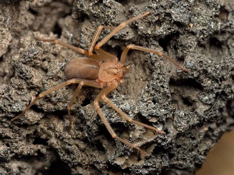 The Silent Killer How The Brown Recluse Spider Strikes Animals Around