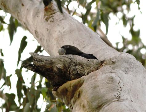 Protecting Our Paddock Trees Your Say Tweed