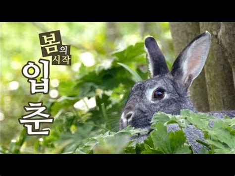 봄의시작 입춘 YouTube