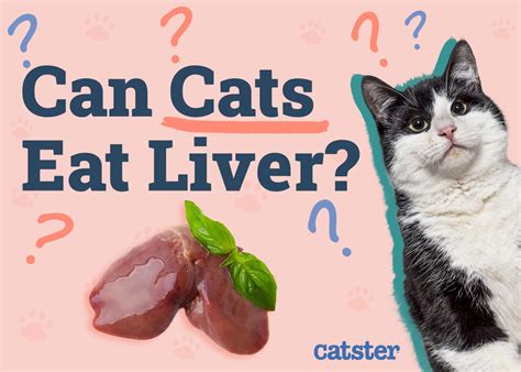 Can Cats Eat Liver Vet Approved Nutrition Facts Catster