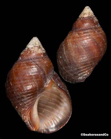 Black Planaxis Supplanaxis Nucleus Bruguiere 1789