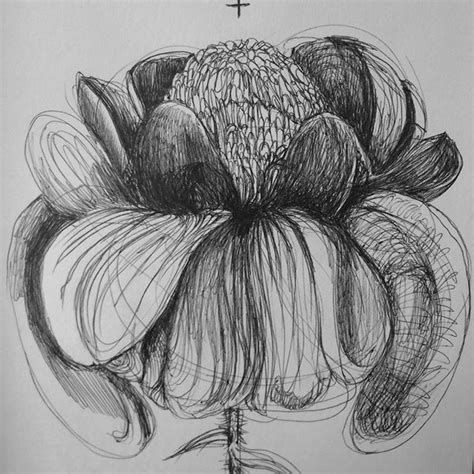 Black And White Flower Drawing By Nouch
