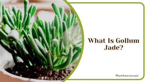 Gollum Jade Tips And Tricks To Care For This Aesthetic Finger Jade