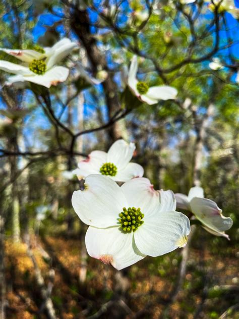 Flowering Trees Native To Missouri Best Flower Site