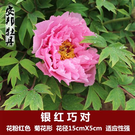 银红巧对牡丹 牡丹花型 牡丹银红巧对品种 大山谷图库