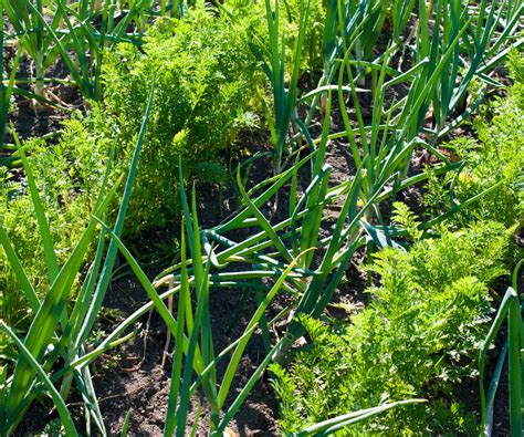 How To Grow Parsnips Expert Tips For These Root Vegetables Homes And Gardens