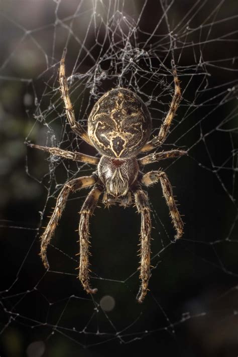 Professional Exterminators Of Redding
