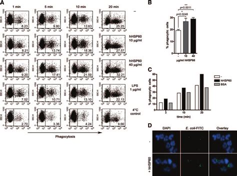 Hhsp60 Enhances The Phagocytic Activity Of Human Neutrophils Human Pmn