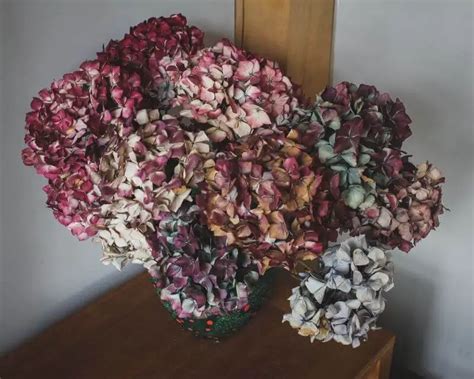 Real Dried Hydrangea Stems Muted Natural Flowers For Décor Bramble