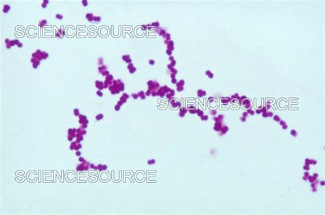 Micrococcus Luteus Lm Stock Image Science Source Images