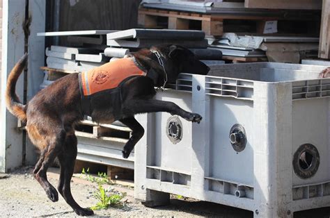 Detection Dogs