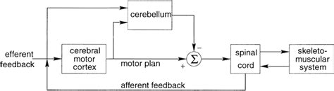 The Cerebellum Functions As A Feedforward Filter Download Scientific Diagram