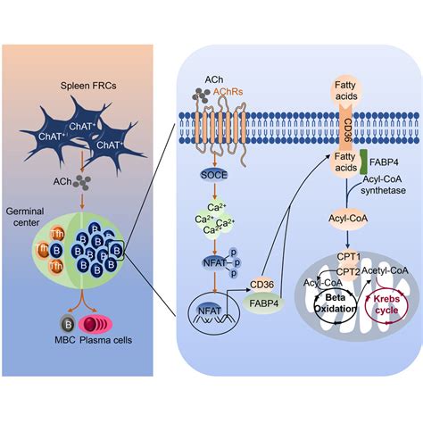 Spleen Fibroblastic Reticular Cell Derived Acetylcholine Promotes Lipid Metabolism To Drive