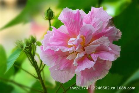 粉芙蓉花 芙蓉花 木芙蓉花 大山谷图库