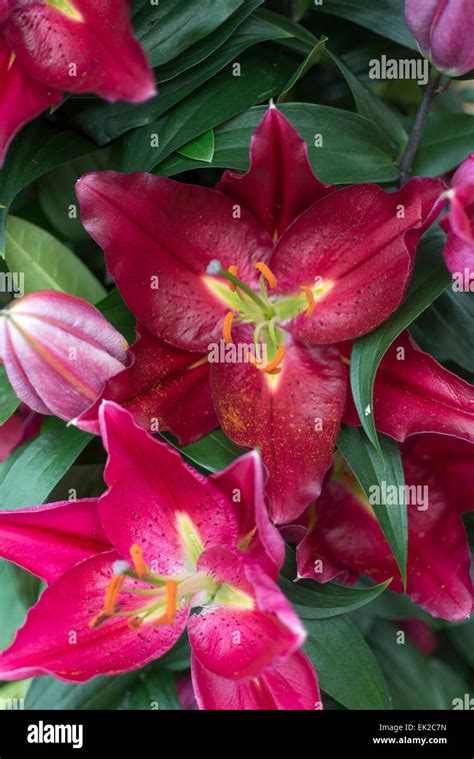 Lily Pico Hi Res Stock Photography And Images Alamy