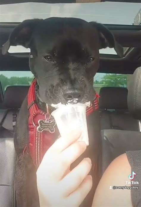 Puppachino Youtube