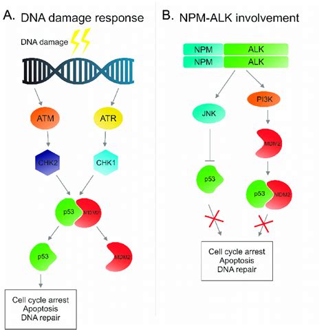 Involvement Of Nucleophosmin Npm Anaplastic Lymphoma Kinase Alk In Download Scientific