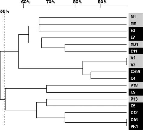 Dendrogram Generated After Upgma Analysis Of Pfge Patterns The