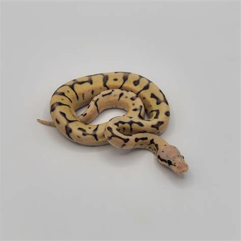 Killer Blast Ball Python