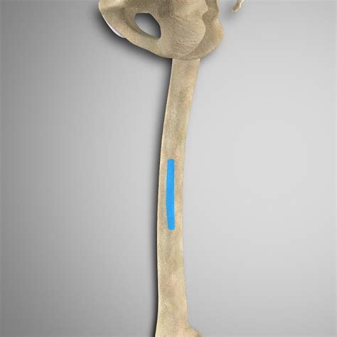 Insertion Of Adductor Longus 3d Muscle Lab