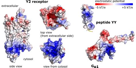 Pymol Display Electrostatic Potential With Apbs Plugin