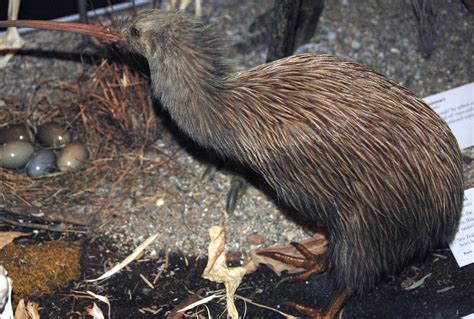 Apteryx Australis Brown Kiwi Apteryx Australis Shaw And No Flickr