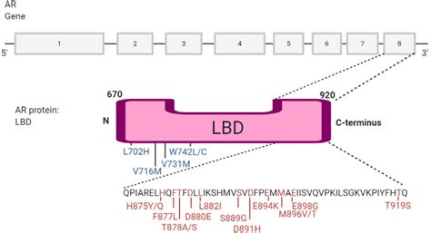 Androgen Receptor Ar Ligand Binding Domain Lbd Point Mutations