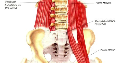 Medspine PatologÍas 1 Dolor Lumbar Crónico