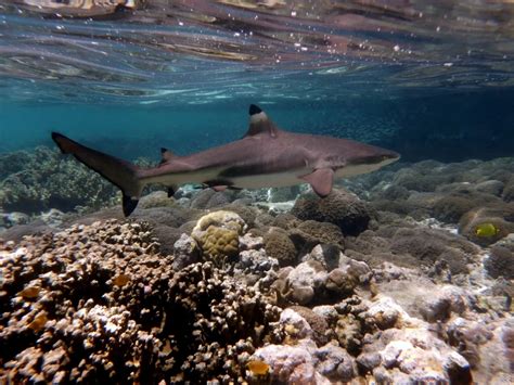 Blacktip Reef Shark Facts Diet Habitat And Pictures On Animaliabio