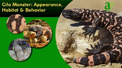 Gila Monster Venomous Species Desert Adaptations Diet And Conservation