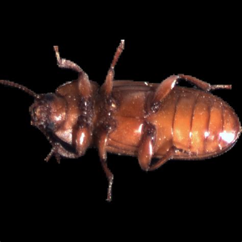 Beetles Abdomen Instance Segmentation Dataset By Mealworms