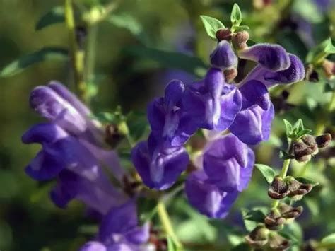 Hepatomegaly Relief With Traditional Chinese Medicine Me And Qi