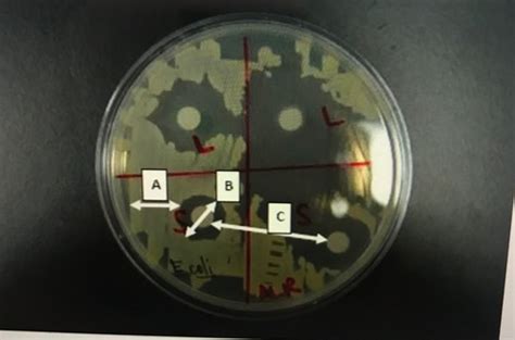 Prelab Quizzes And Hwk Review For Bio 2 Final Flashcards Quizlet