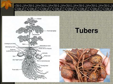 Ppt Asexual Reproduction In Plants Powerpoint Presentation Free