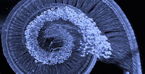 Neurons Specialized In Encoding Sound Emerge Before Birth