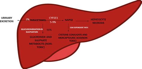 Acetaminophen Toxicity Liver