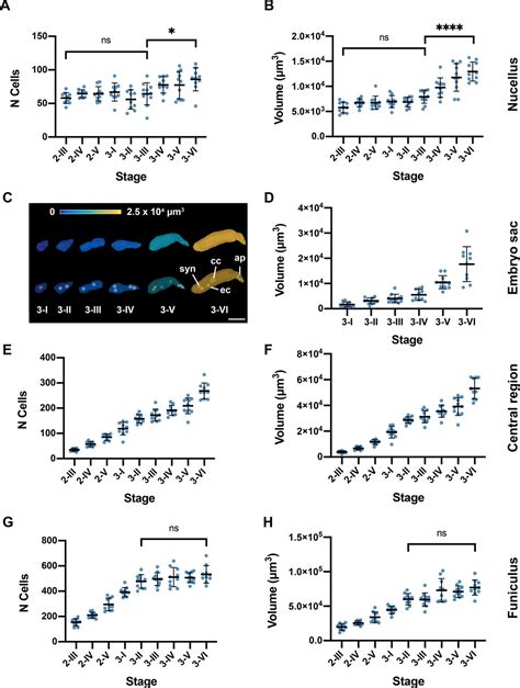 A Digital 3d Reference Atlas Reveals Cellular Growth Patterns Shaping