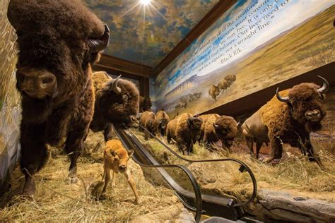 Wildlife Galleries Wonders Of Wildlife National Museum And Aquarium