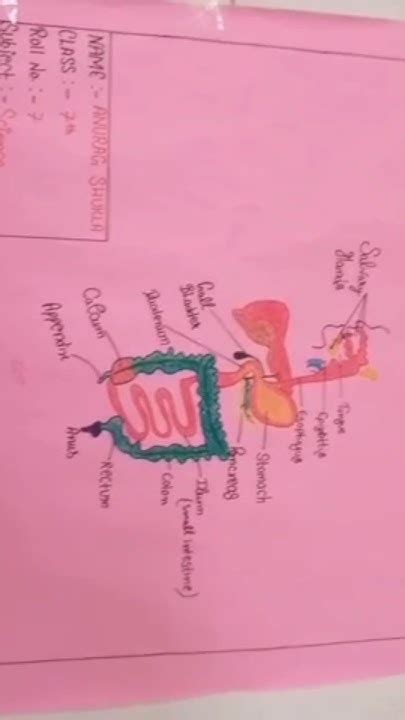 Human Digestive System💕projectworkscienceprojectviralvideo Youtube