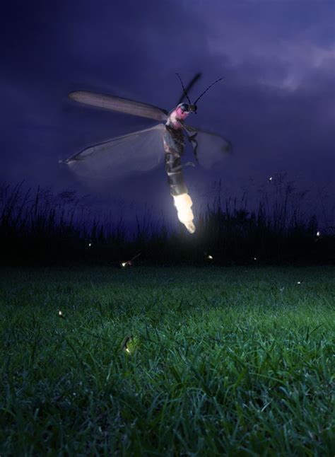 Symbolic Meaning Of The Firefly On Whats Your