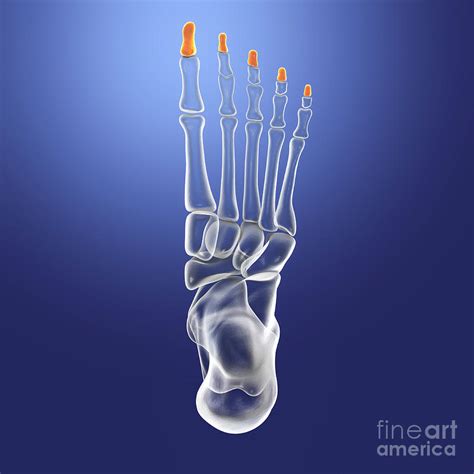 Distal Phalange Bones Of The Foot 1 Photograph By Science Photo