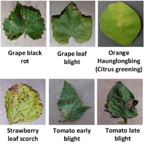 Plantleafdiseaseprediction Kaggle Plantleafdiseaseprediction Kaggle
