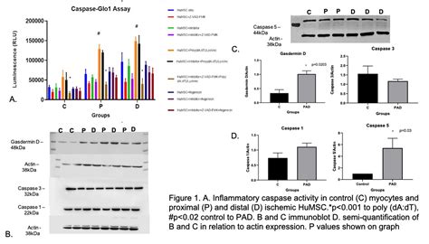 6507 Inflammatory Caspase Expression Activity And Effects On