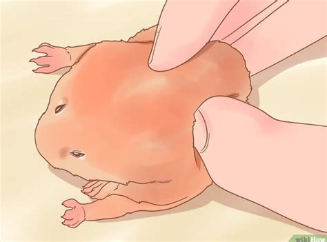How To Sex A Hamster R Notdisneyvacation How To Sex A Hamster R Notdisneyvacation