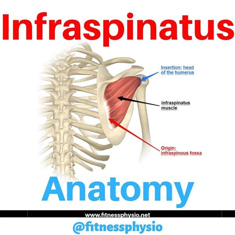 Fitnessphysio Infraspinatus Anatomy Origin Fossa