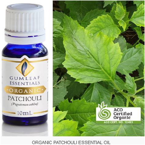 Organic Patchouli Essential Oil Trading Tree