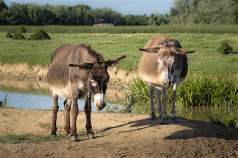 Magarci | Po magarcima i proizvodima od magarećeg mleka je Z… | Flickr