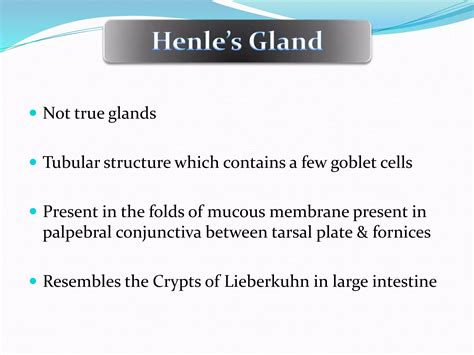 Anatomy Of Conjunctiva Pptx